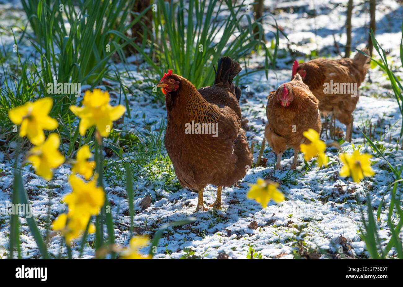 Hens uk snow hi-res stock photography and images - Alamy