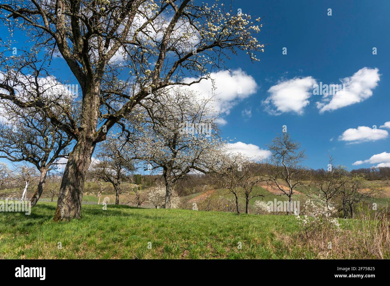 Seasons in orchard hi-res stock photography and images - Alamy