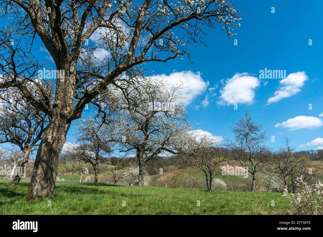 Seasons in orchard hi-res stock photography and images - Alamy