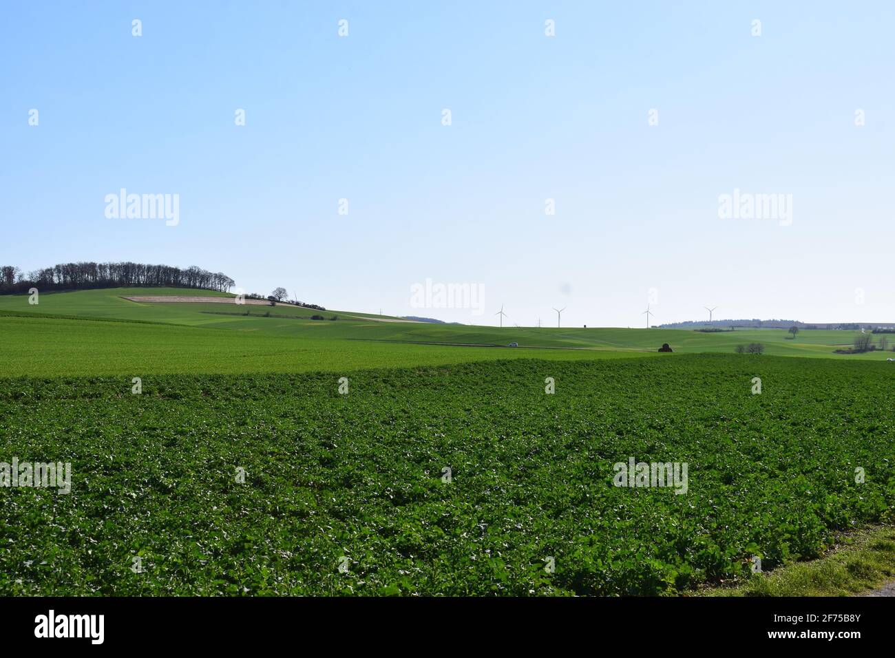green farmland in spring Stock Photo - Alamy