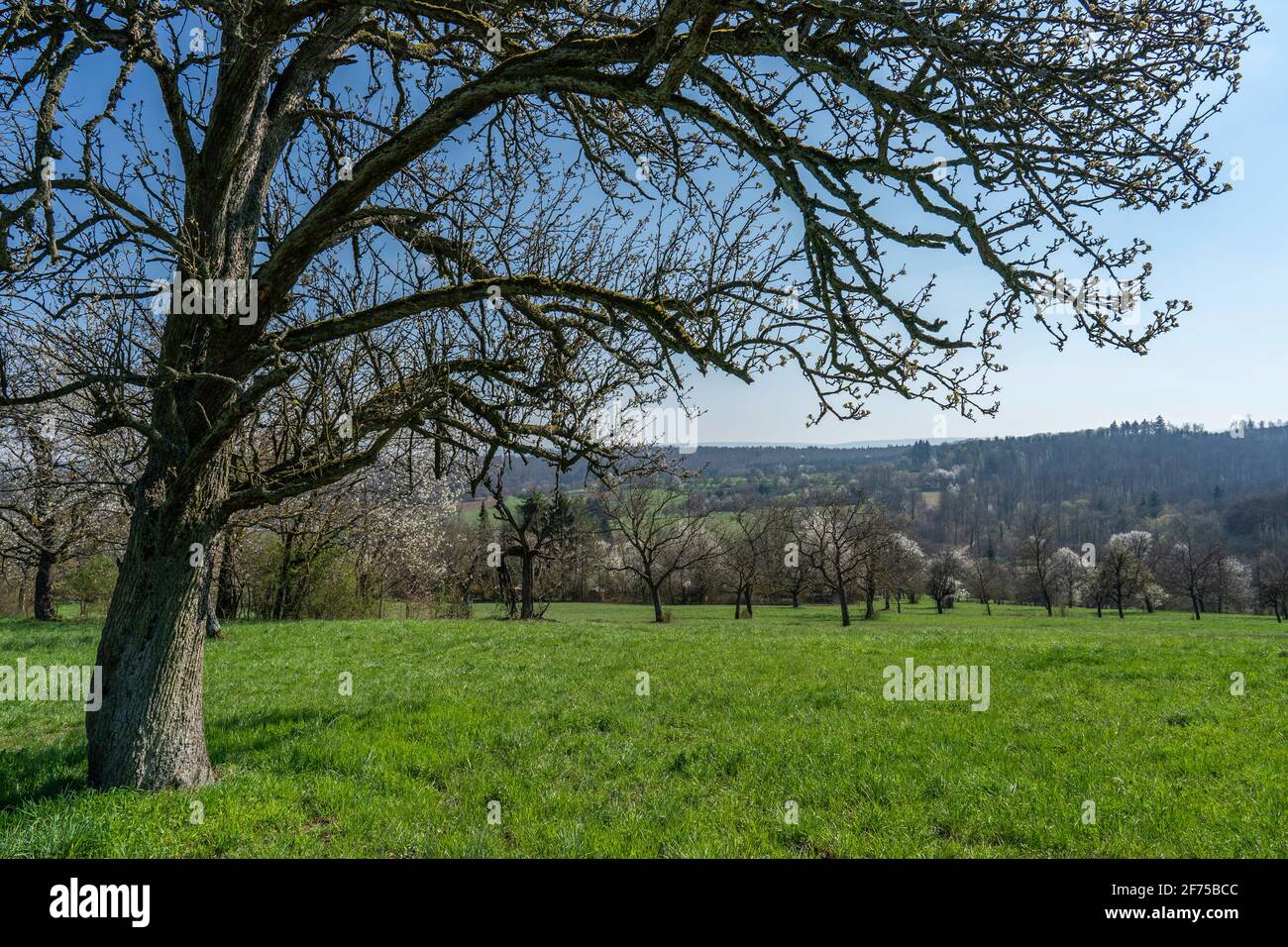 Seasons in orchard hi-res stock photography and images - Alamy