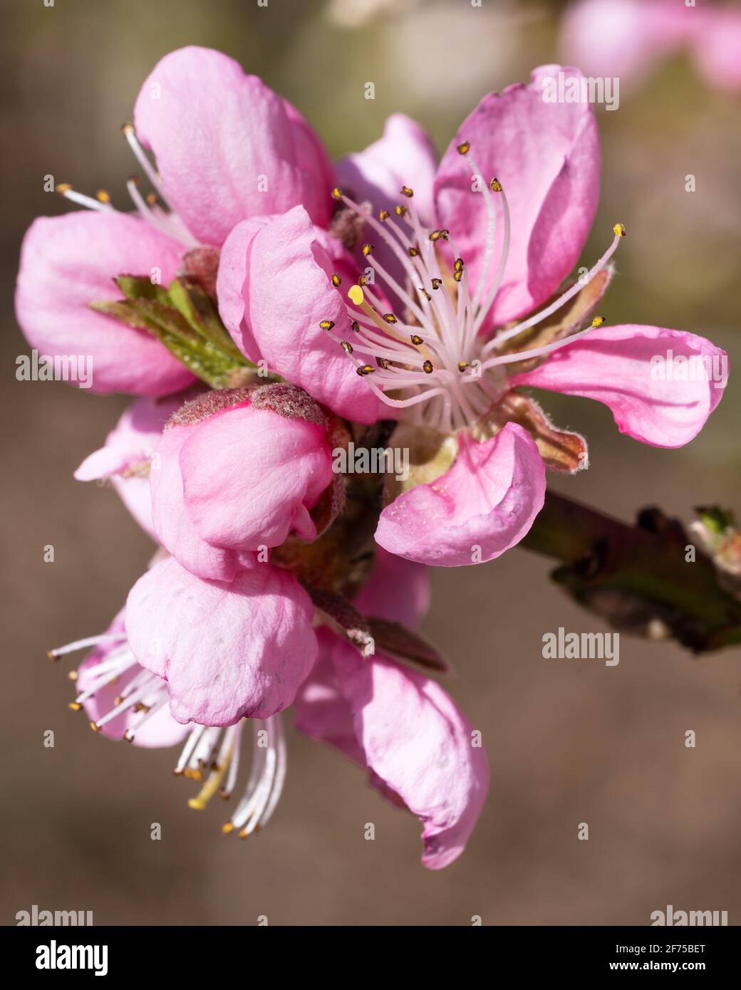 Nectarine tree(Prunus persica), close up of the flower head Stock Photo ...