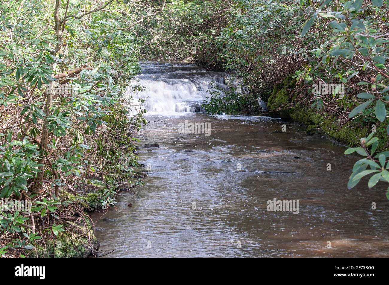 Around the UK- The Goyt Brinscall. Look closely & you can spot a heron ...