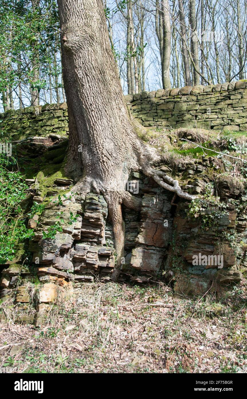 Tree splitting rock hi-res stock photography and images - Alamy