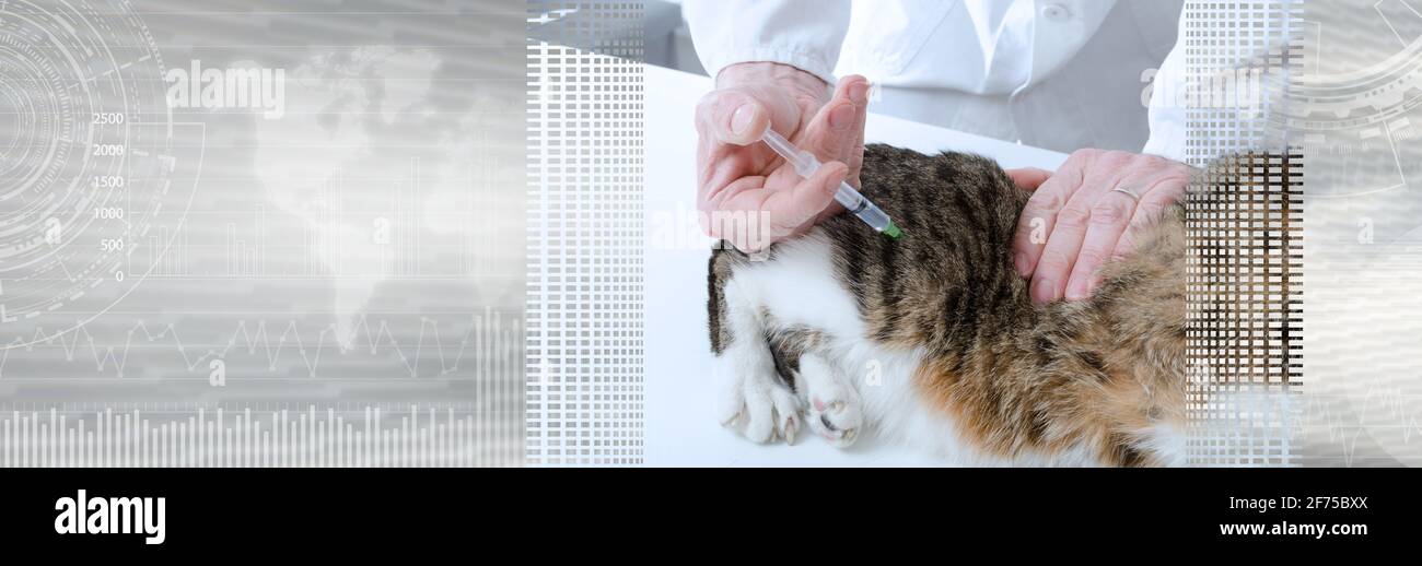 Veterinarian giving injection to cat in veterinary clinic; panoramic ...