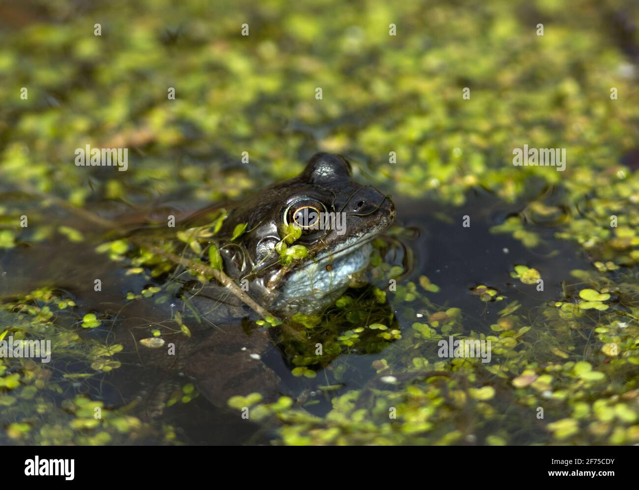 Life cycle frog from egg hi-res stock photography and images - Alamy