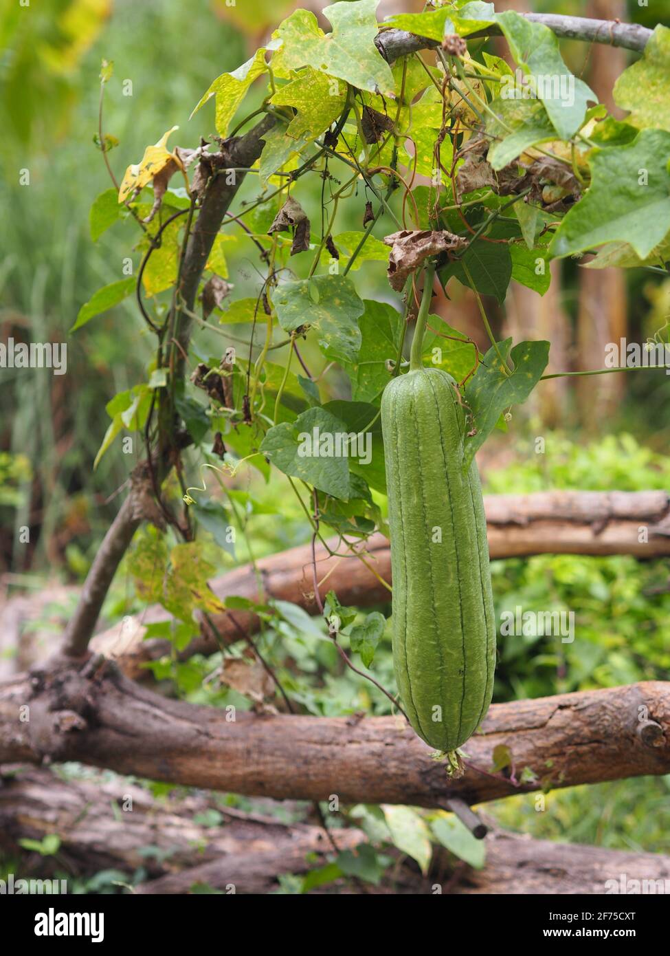 luffa acutangular, Cucurbitaceae green vegetable fresh in garden on ...