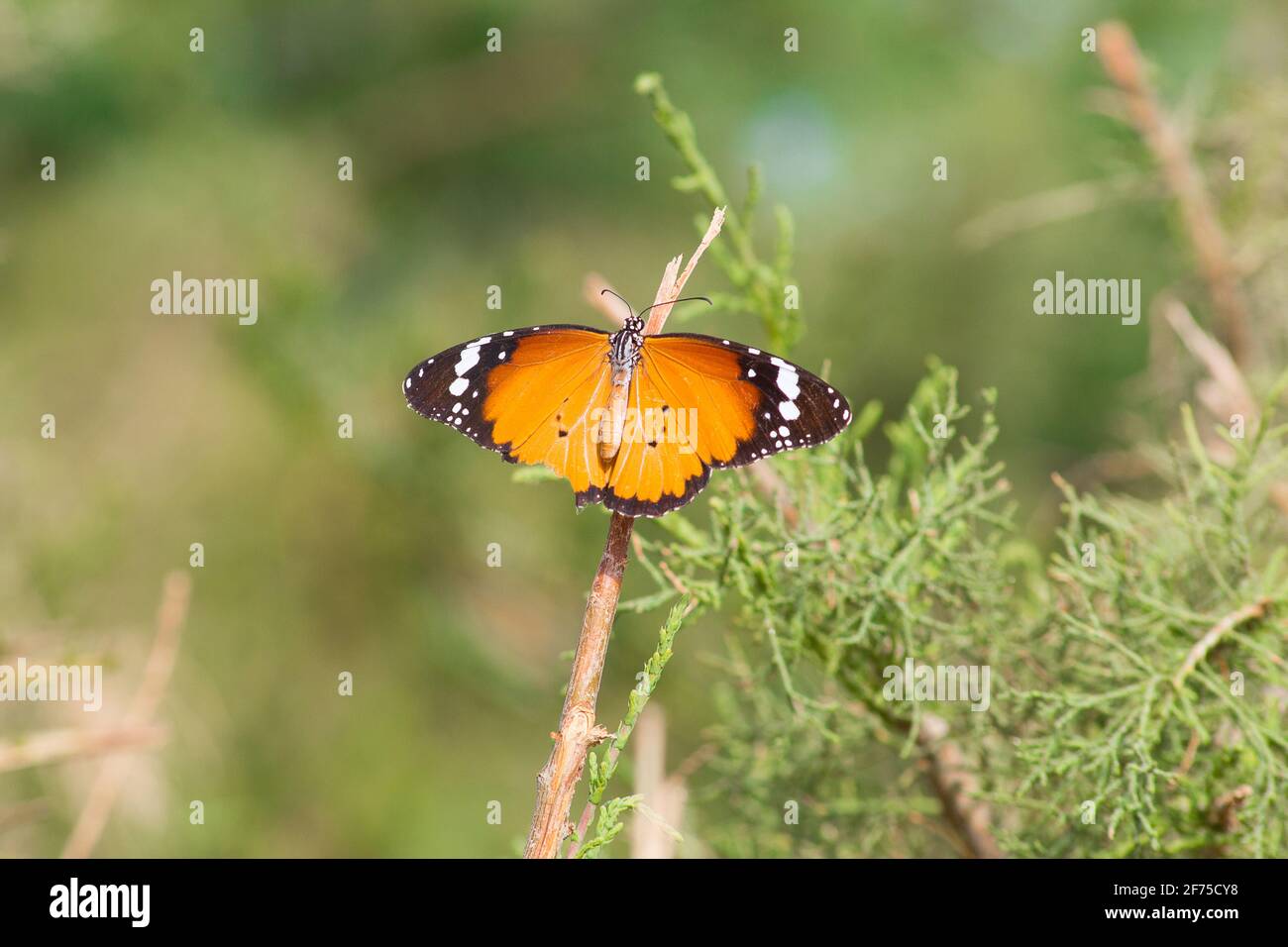 common tiger butterfly Stock Photo - Alamy