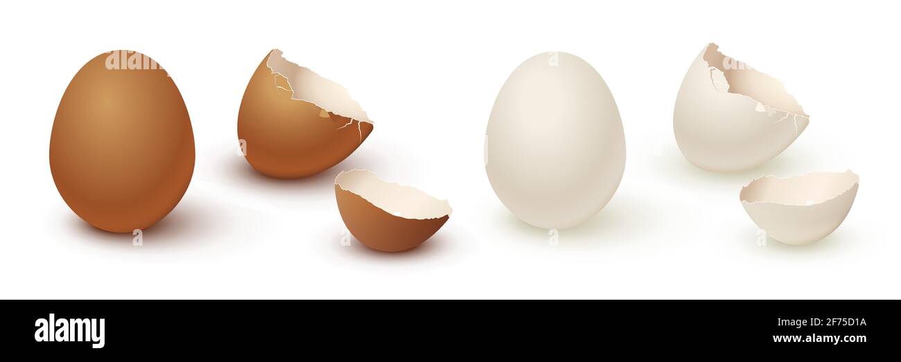 Empty Egg Shell