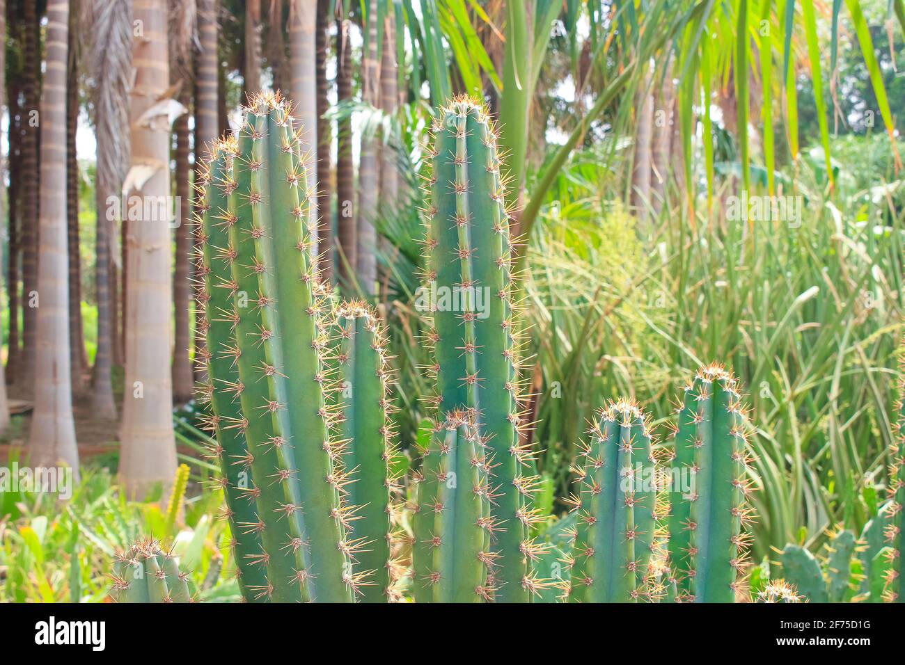 cactus fruit plant Stock Photo - Alamy