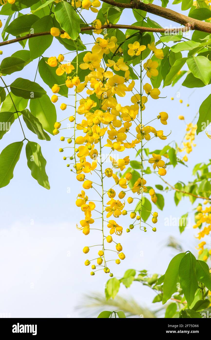 golden shower tree or yellow cassia fistula blooming Stock Photo - Alamy