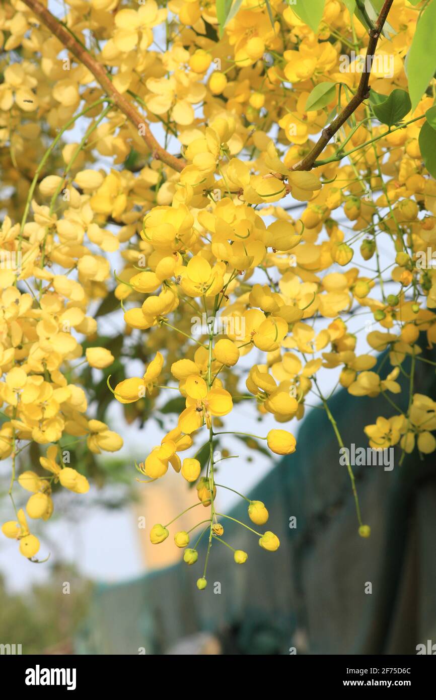 golden shower tree or yellow cassia fistula blooming Stock Photo - Alamy