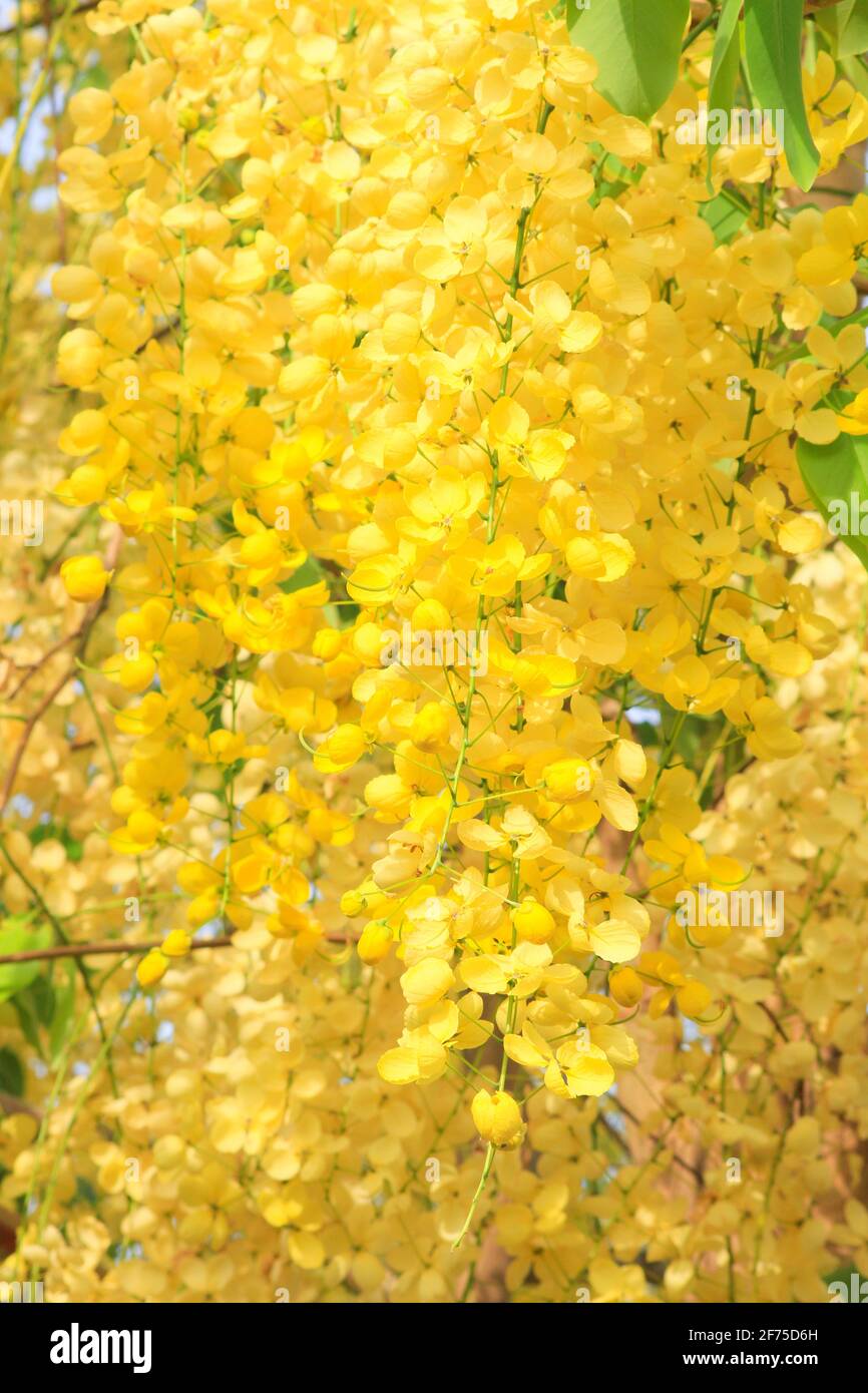 golden shower tree or yellow cassia fistula blooming Stock Photo - Alamy
