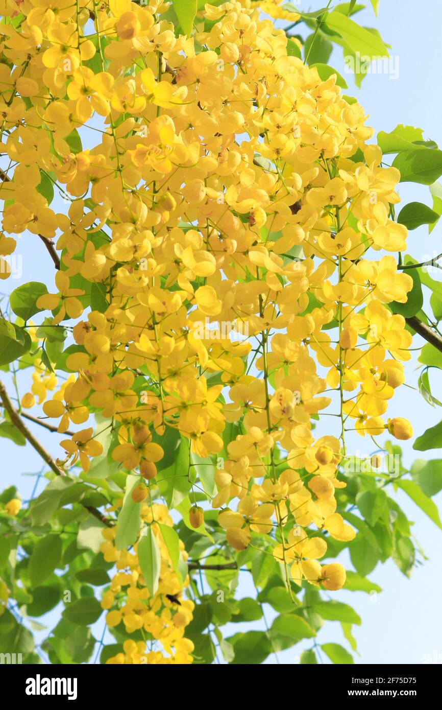 golden shower tree or yellow cassia fistula blooming Stock Photo - Alamy