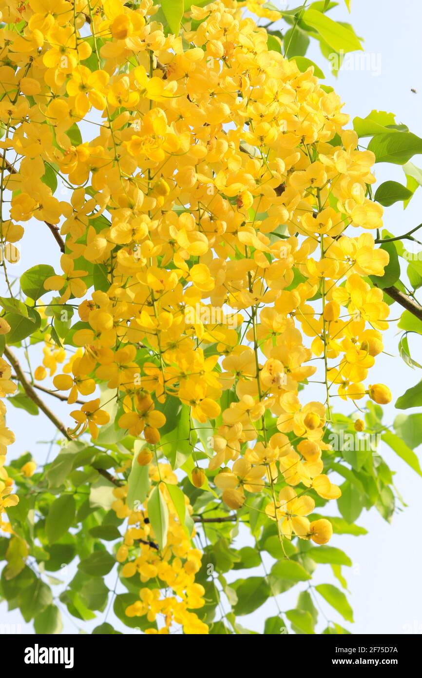 golden shower tree or yellow cassia fistula blooming Stock Photo - Alamy