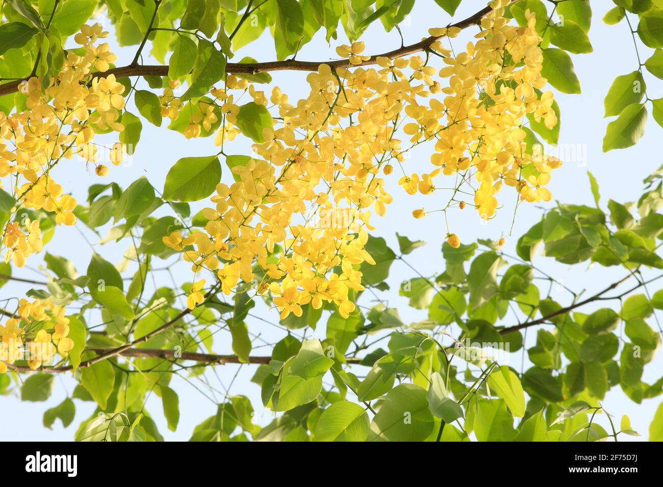 Yellow cassia fistula hi-res stock photography and images - Alamy