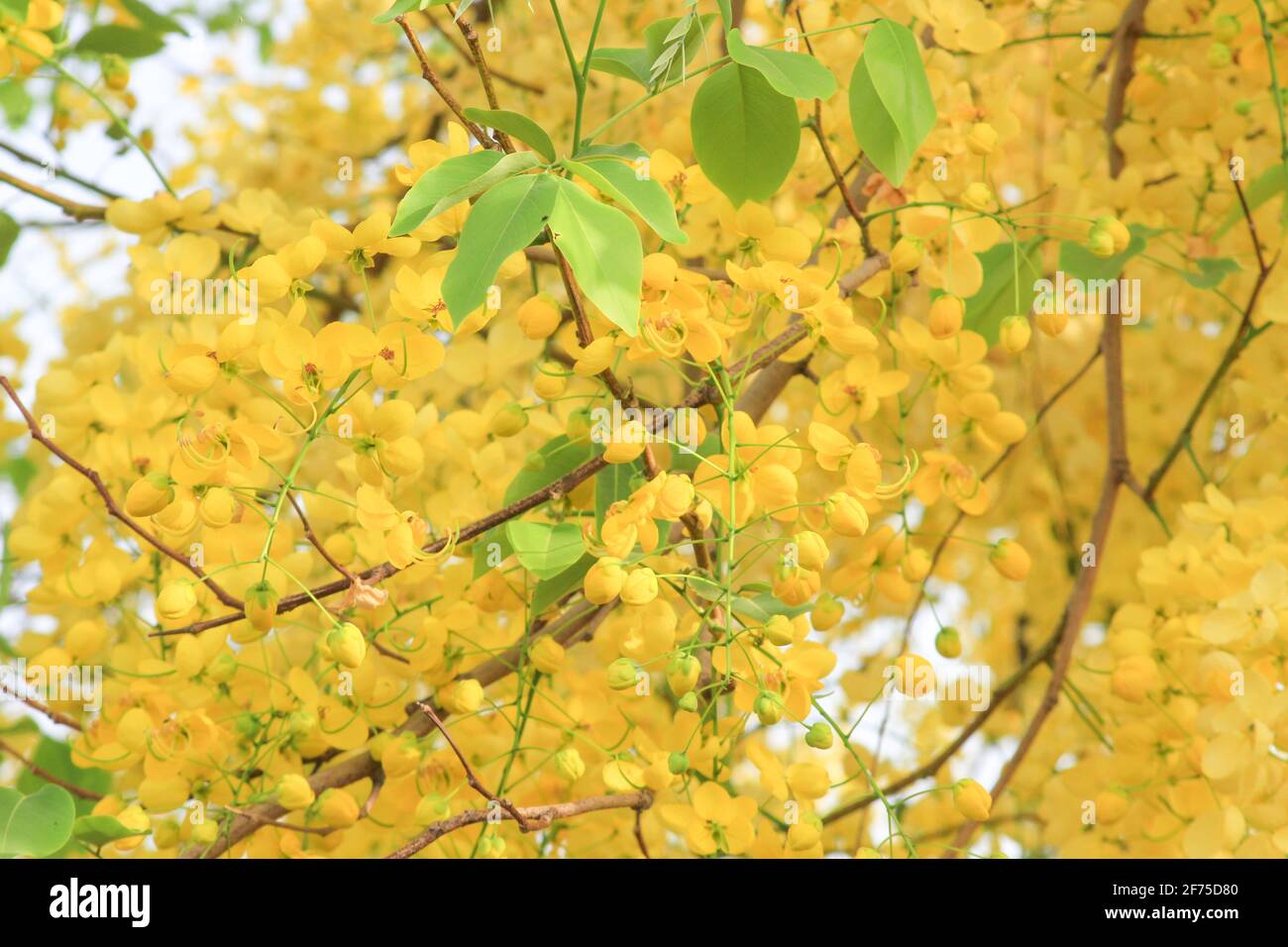 golden shower tree or yellow cassia fistula blooming Stock Photo - Alamy