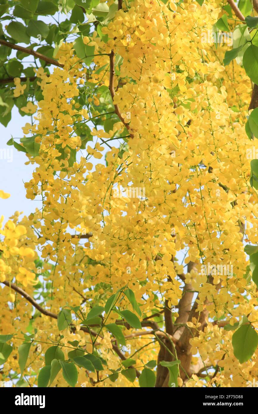 golden shower tree or yellow cassia fistula blooming Stock Photo - Alamy