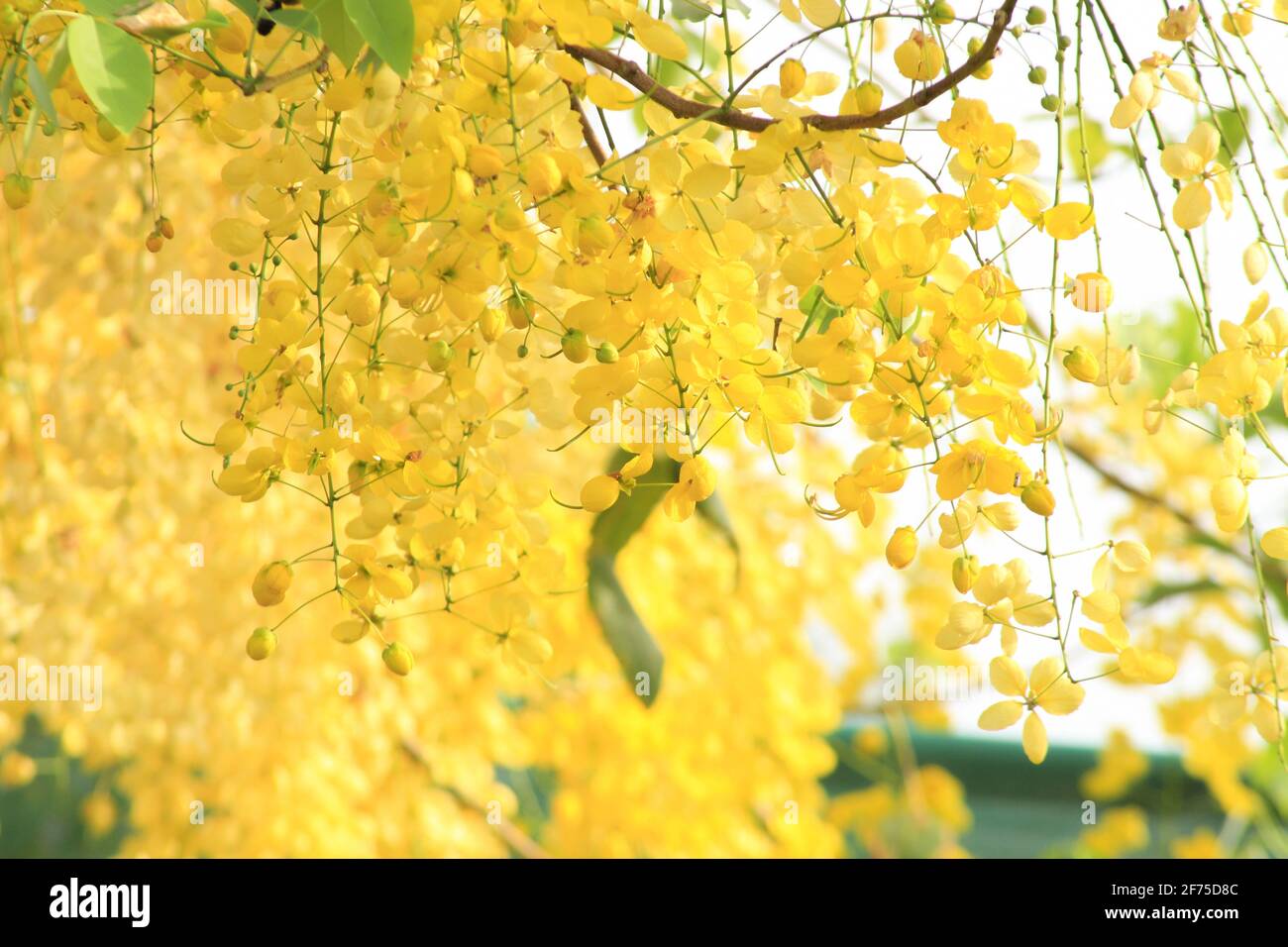 golden shower tree or yellow cassia fistula blooming Stock Photo - Alamy