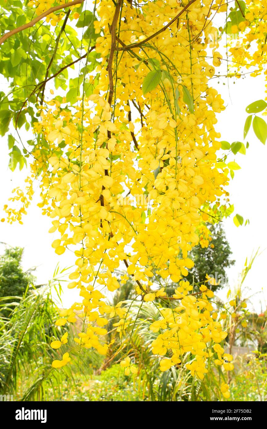 golden shower tree or yellow cassia fistula blooming Stock Photo - Alamy