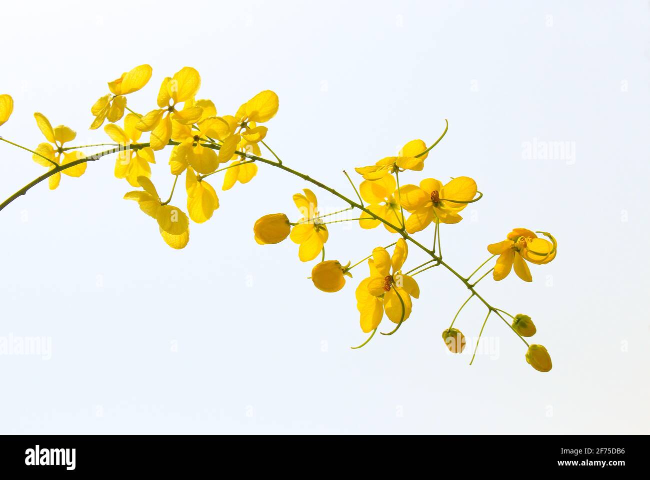 golden shower tree or yellow cassia fistula blooming Stock Photo - Alamy