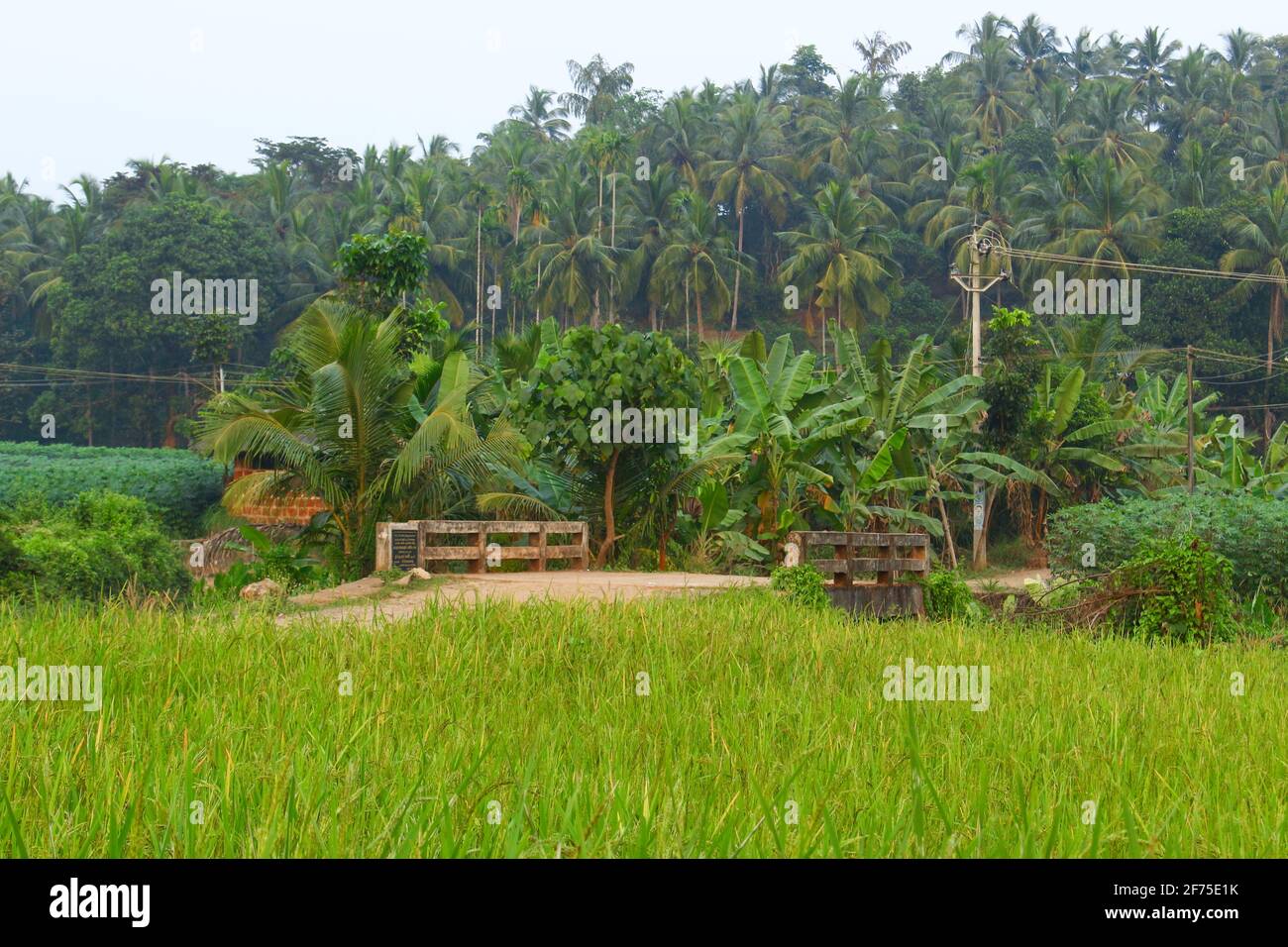 paddy field kerala Stock Photo - Alamy