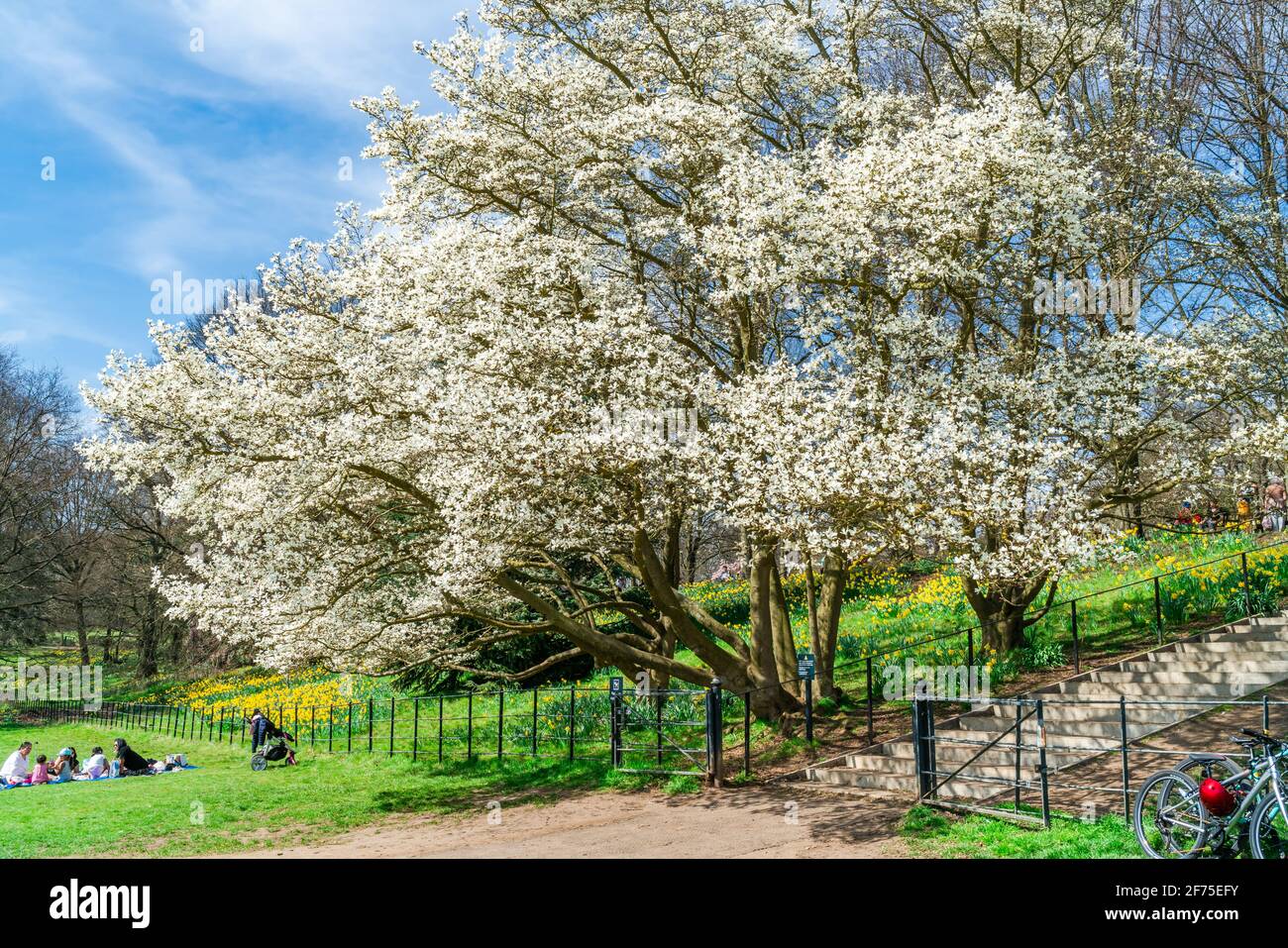Uder tree hi-res stock photography and images - Alamy