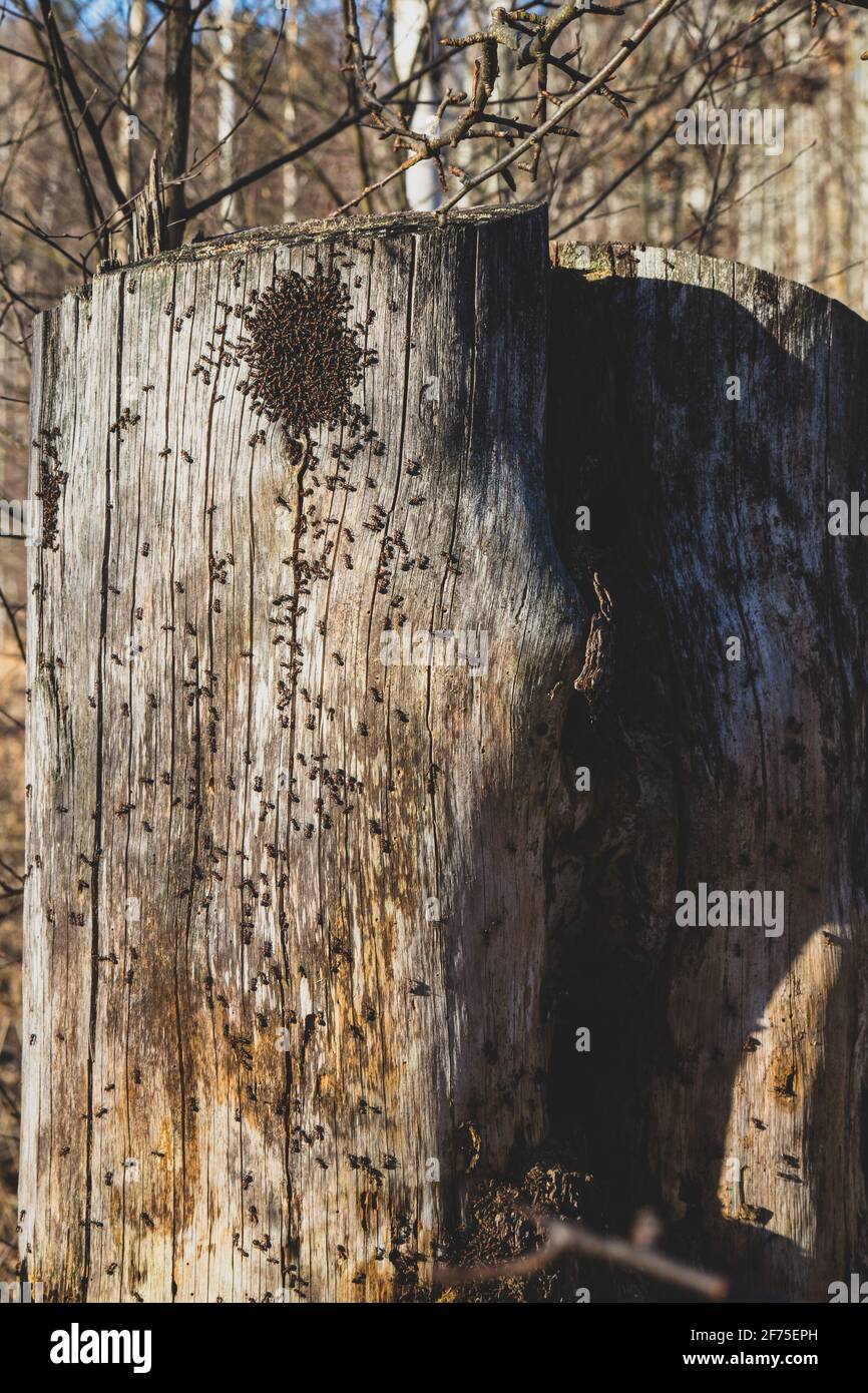 Ant texture hi-res stock photography and images - Alamy