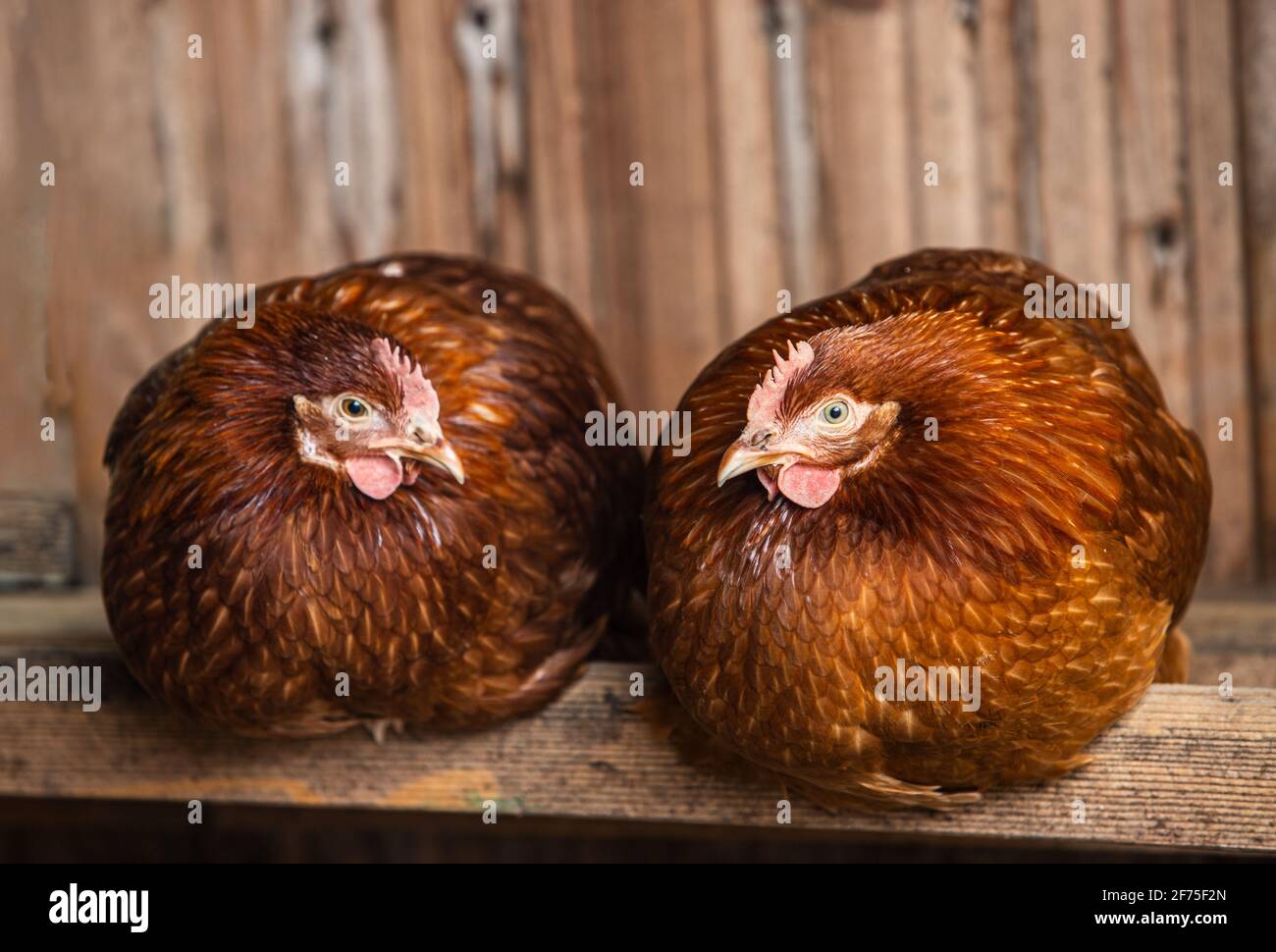 two young brown chicken Stock Photo - Alamy