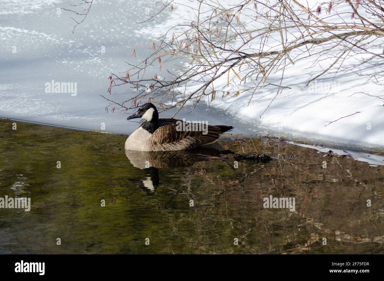 Canada goose floating in a creek after a blizzard Stock Photo - Alamy