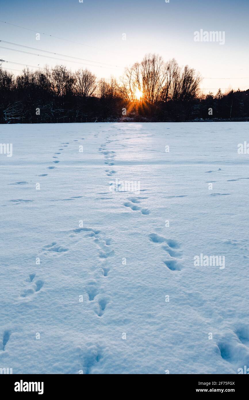 Animal tracks in the snow leading towards horizon and sunset in winter ...