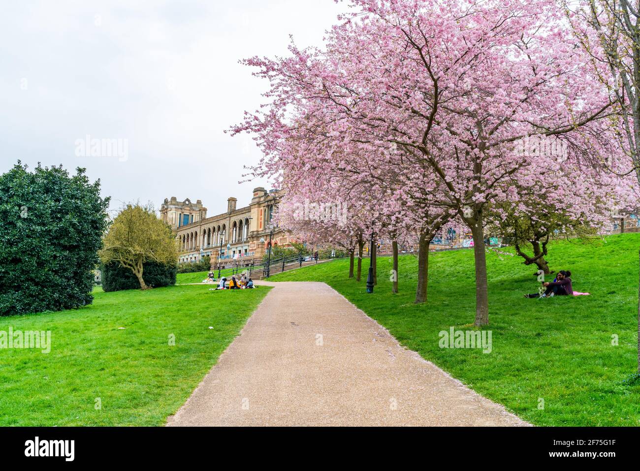 London blossom tree iconic hi-res stock photography and images - Alamy