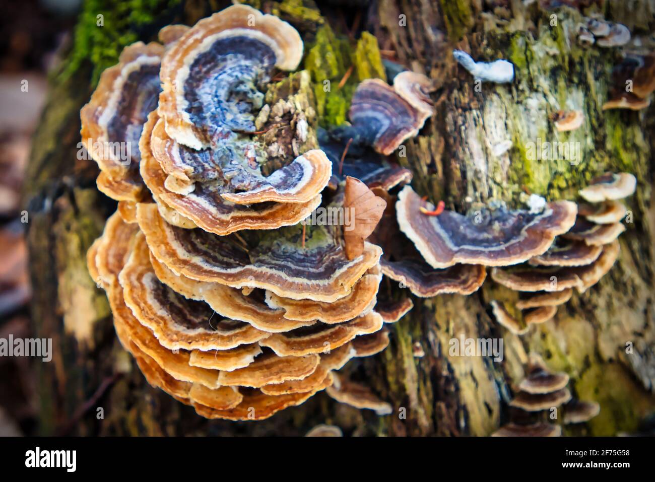 Bjerkandera fungus hi-res stock photography and images - Alamy