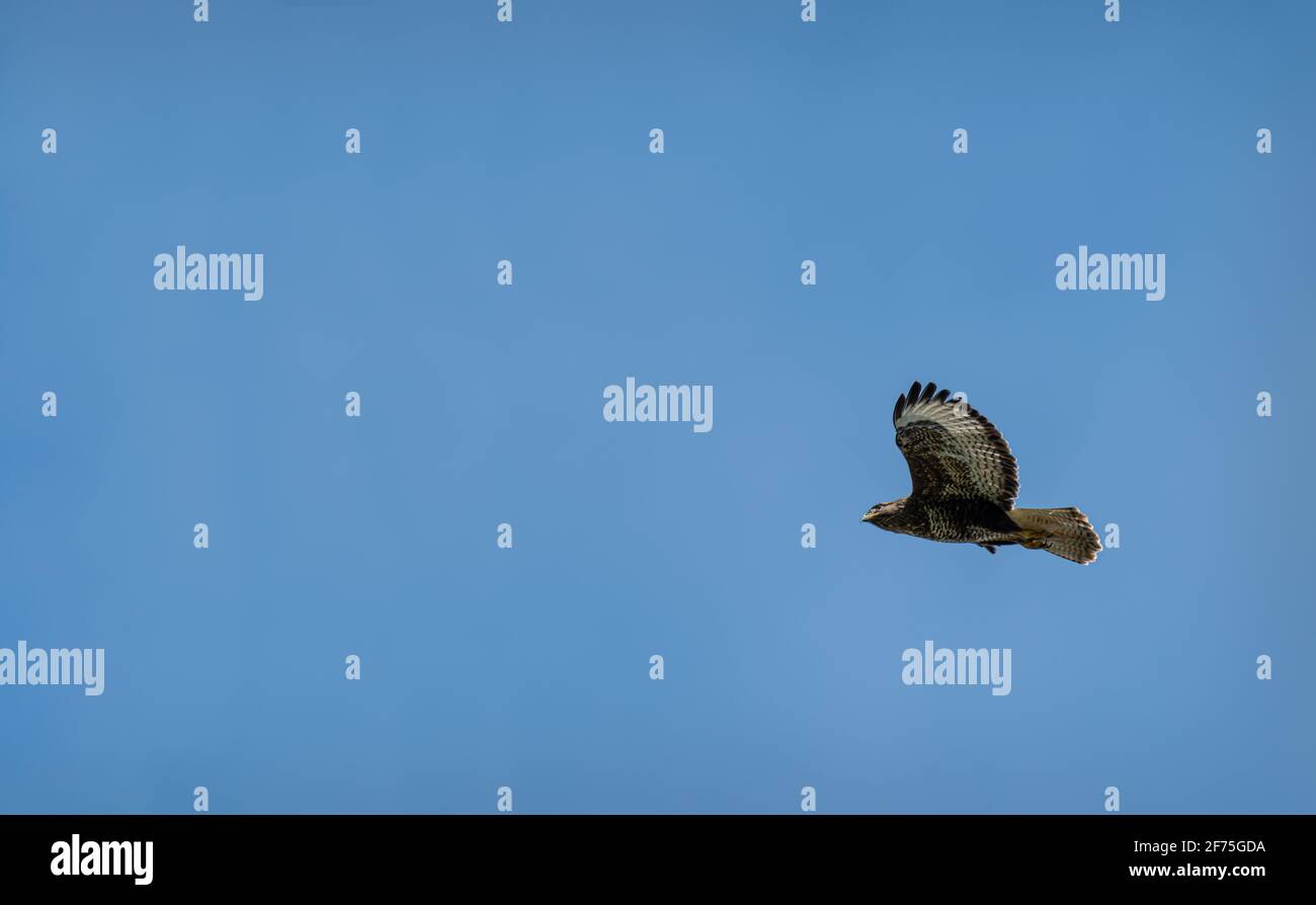 Buzzard Soaring in a clear blue sky in the Scottish Borders Stock Photo ...