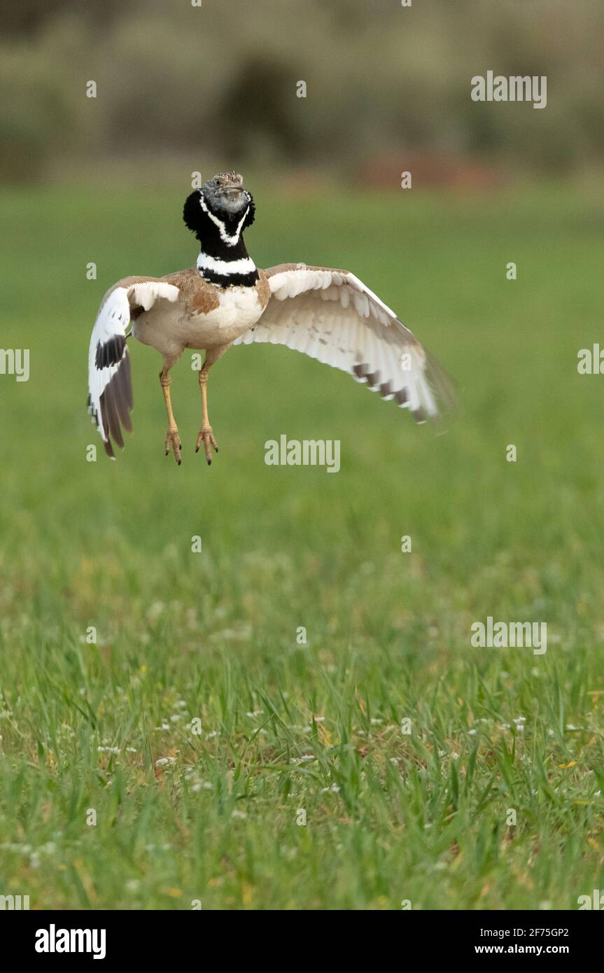 Male Little bustard performing mating jumps in his breeding territory ...