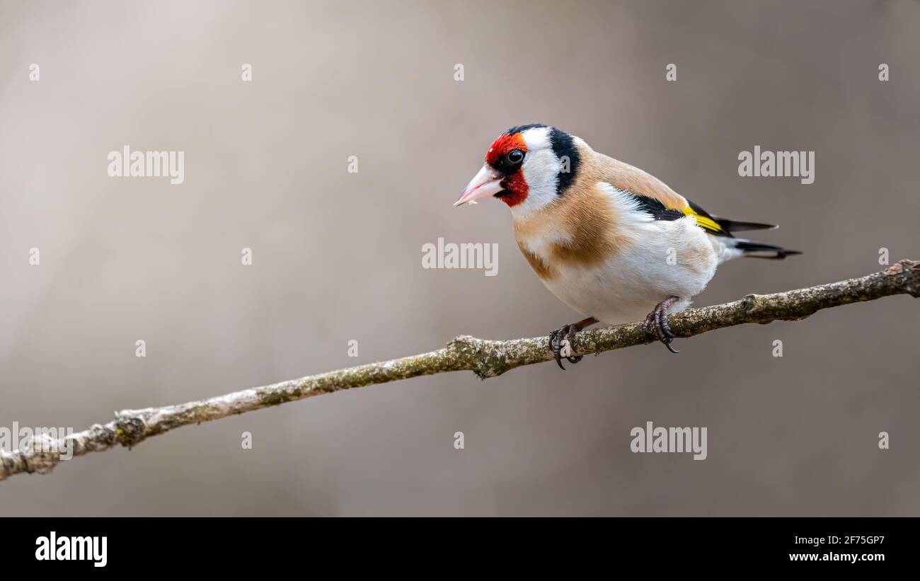 bird, natur, wild lebende tiere, tier, spatz, schnabel, wild, feather ...