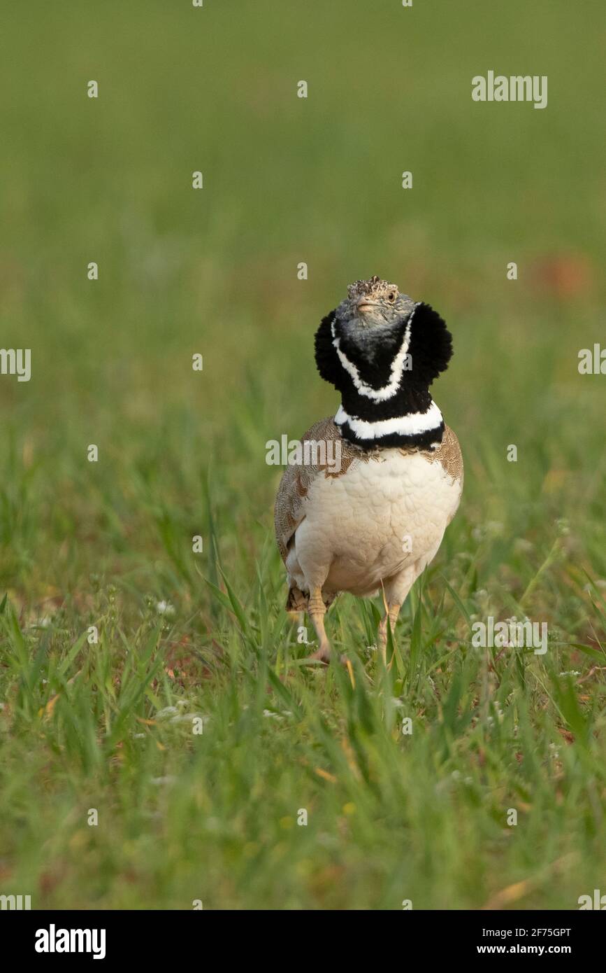 Male Little bustard in the mating season in his breeding territory with ...