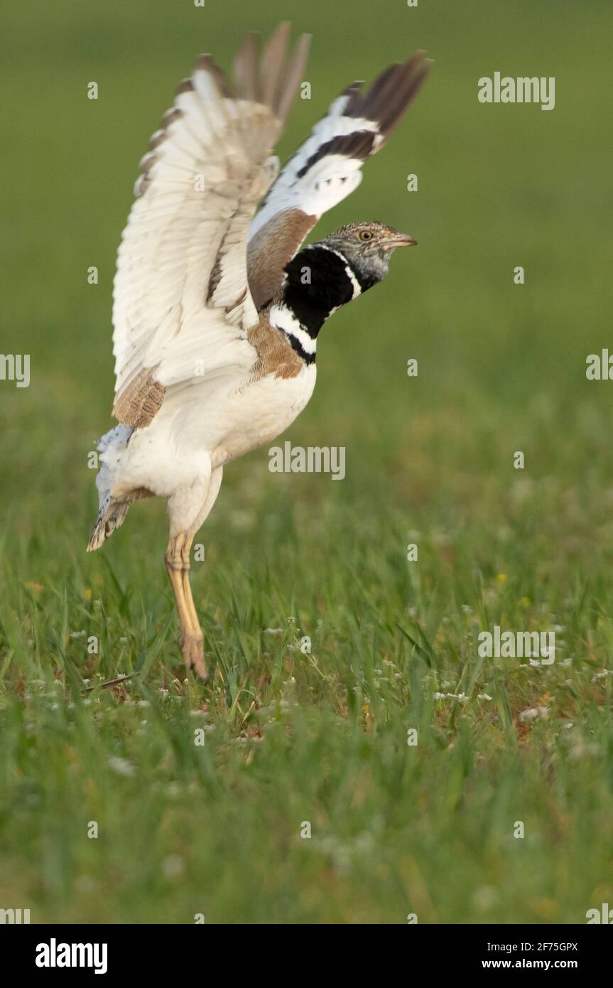 Male Little bustard performing mating jumps in his breeding territory ...