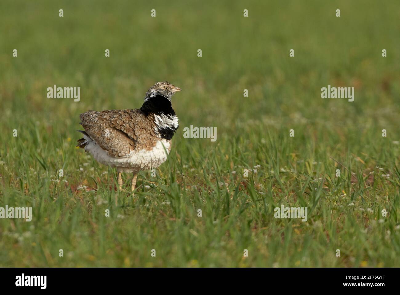 Male Little bustard in the mating season in his breeding territory with ...
