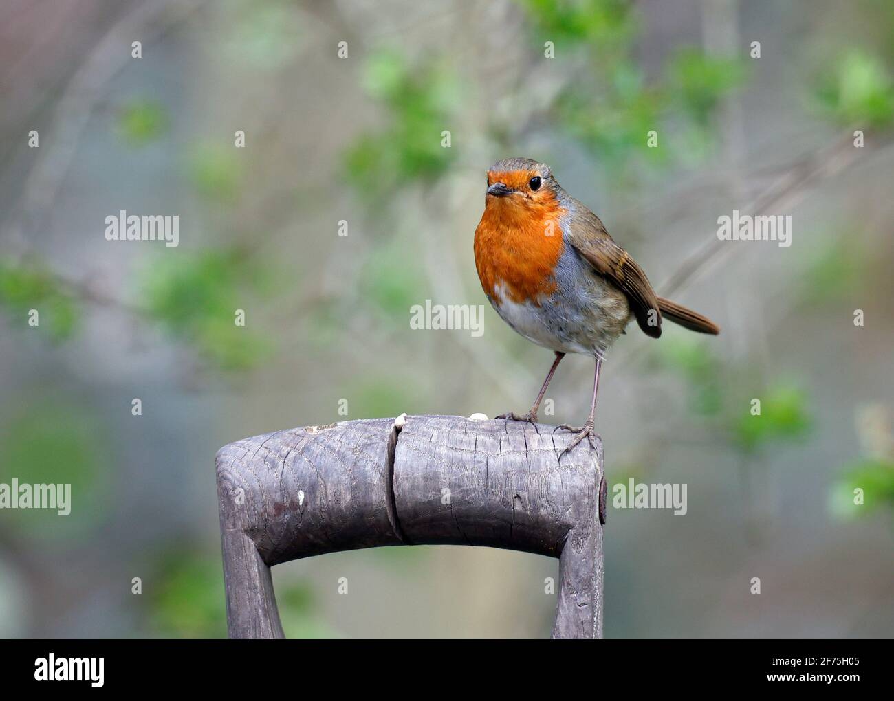 Eurasian robin perched in the garden Stock Photo - Alamy