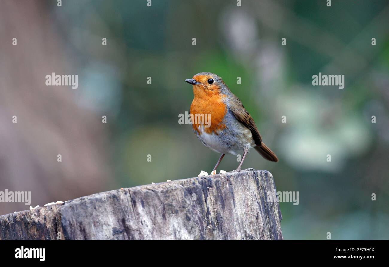 Robin picture hi-res stock photography and images - Alamy