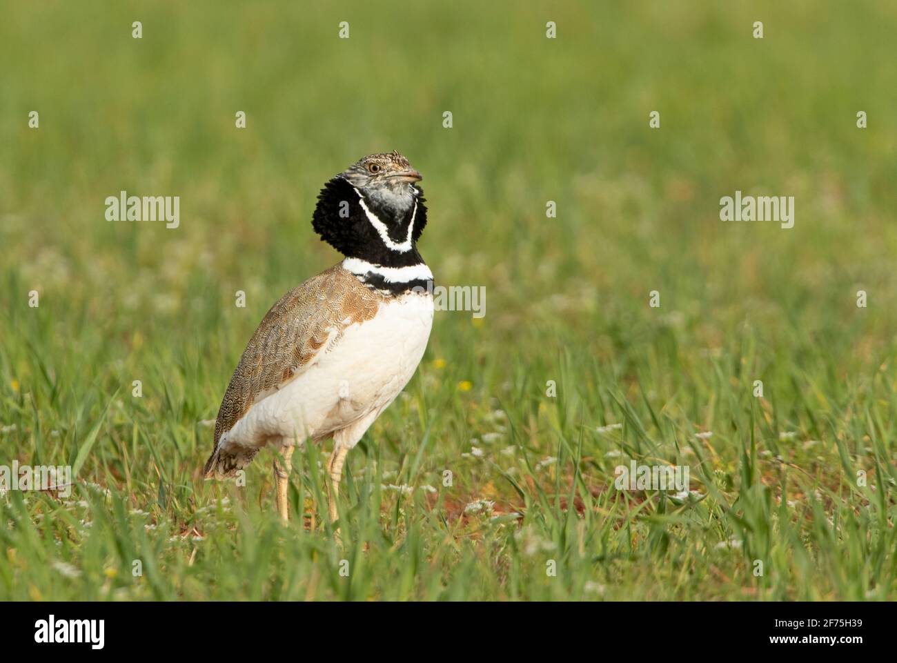 Male Little bustard in the mating season in his breeding territory with ...