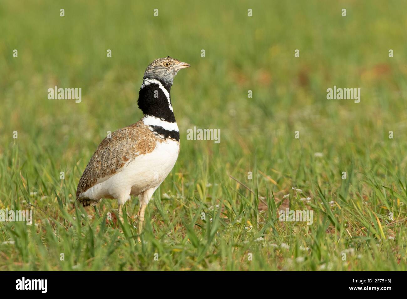 Male Little bustard in the mating season in his breeding territory with ...