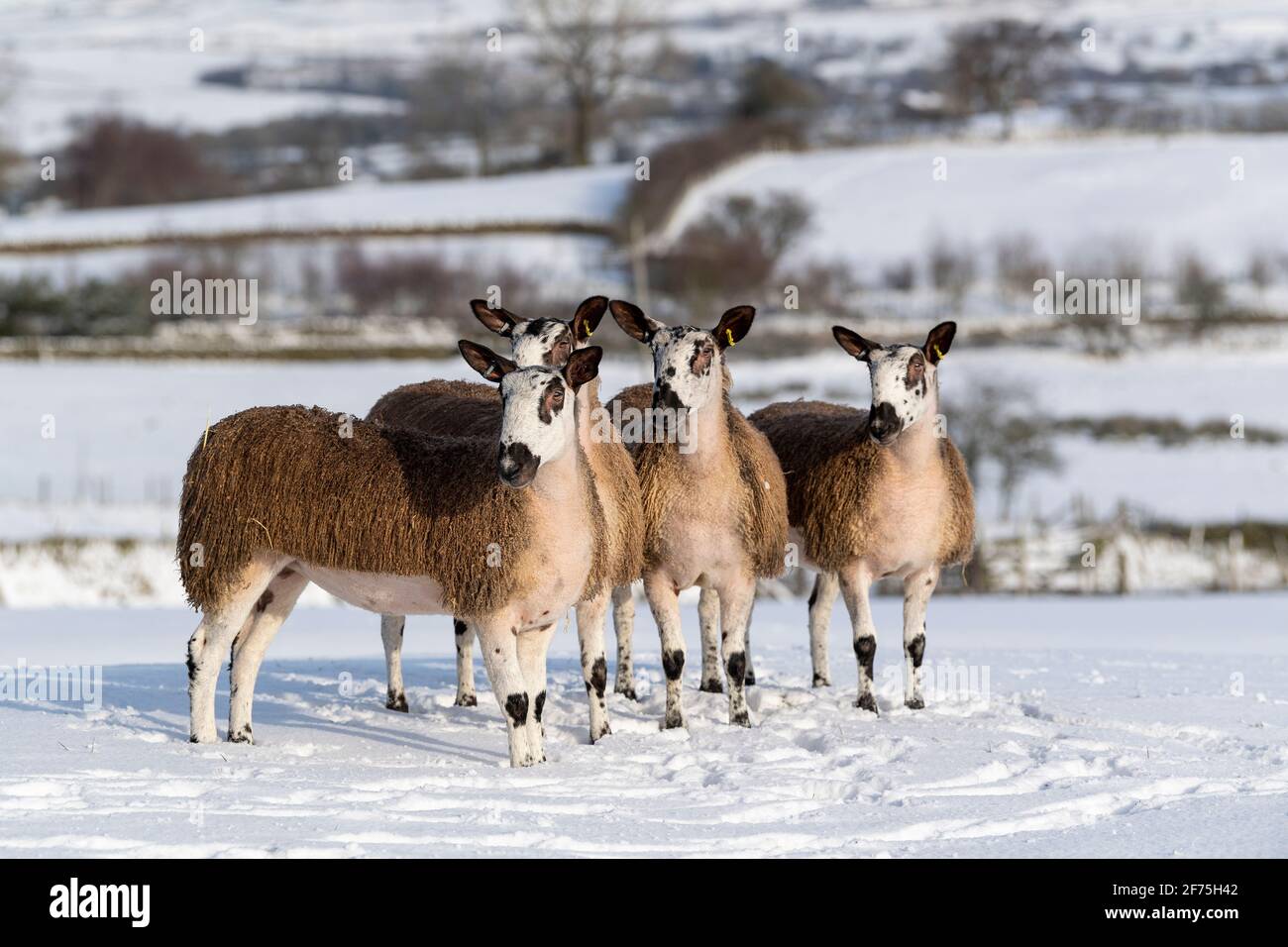 Gimmer hogg hi-res stock photography and images - Alamy