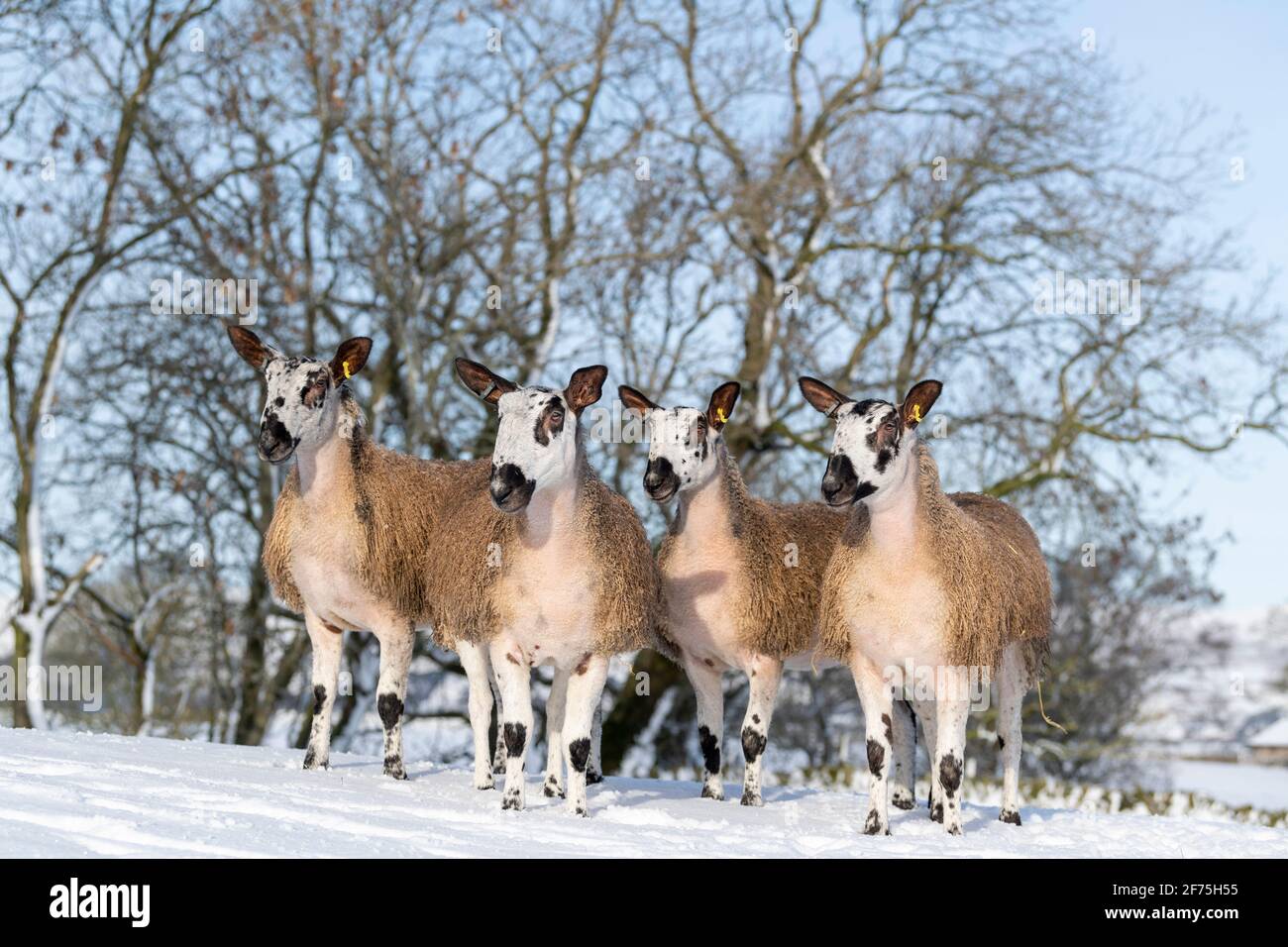 Gimmer hogg hi-res stock photography and images - Alamy