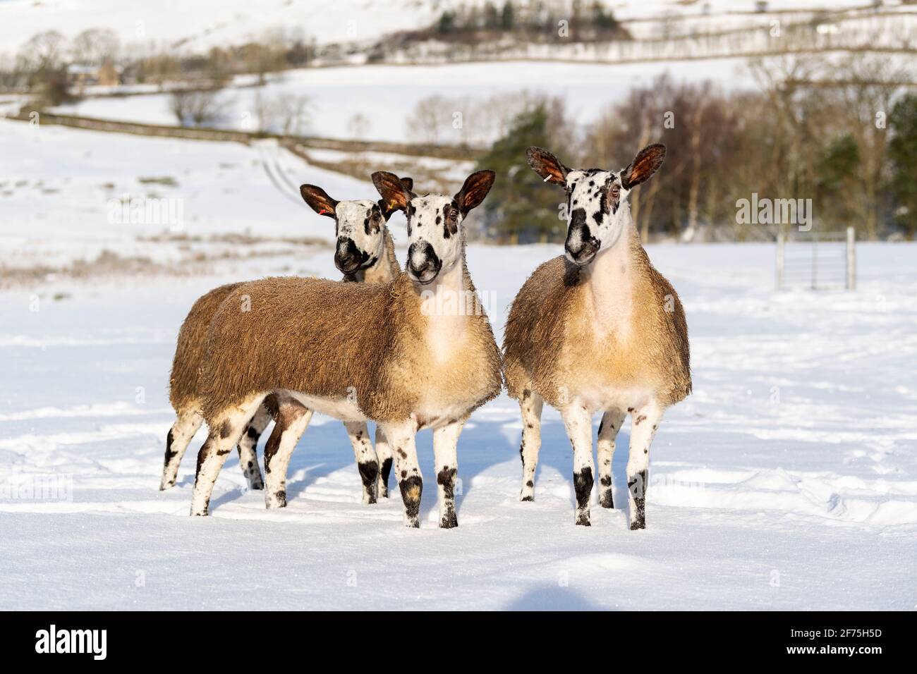 Blue Faced Leicester gimmer hoggs out on snow, Cumbria, UK Stock Photo ...