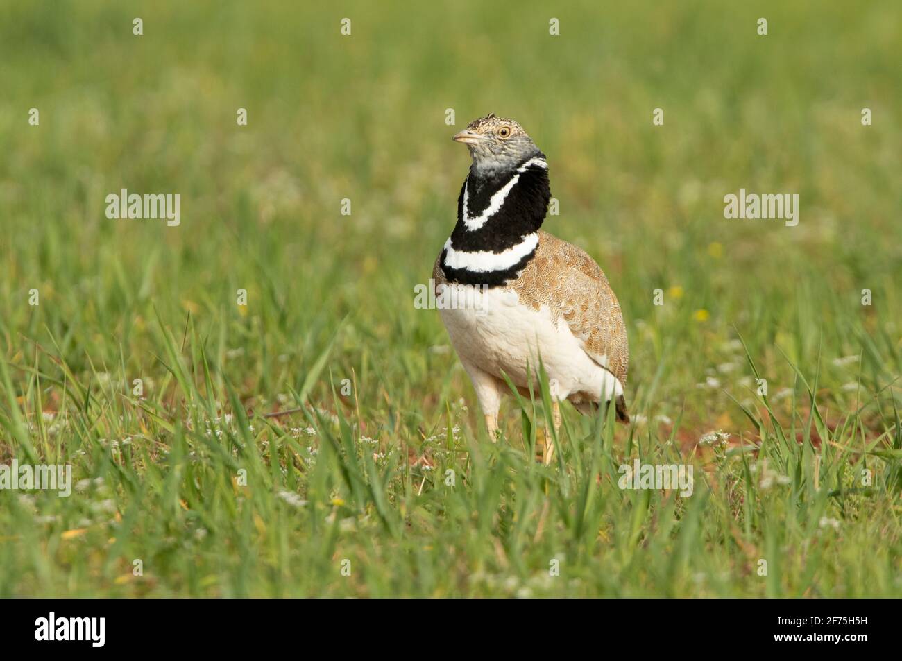 Male Little bustard in the mating season in his breeding territory with ...