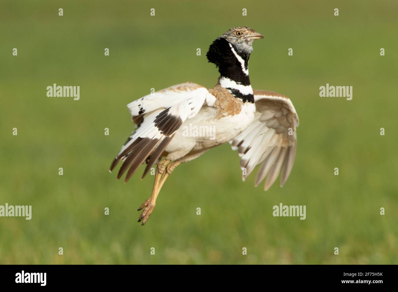 Male Little bustard performing mating jumps in his breeding territory ...