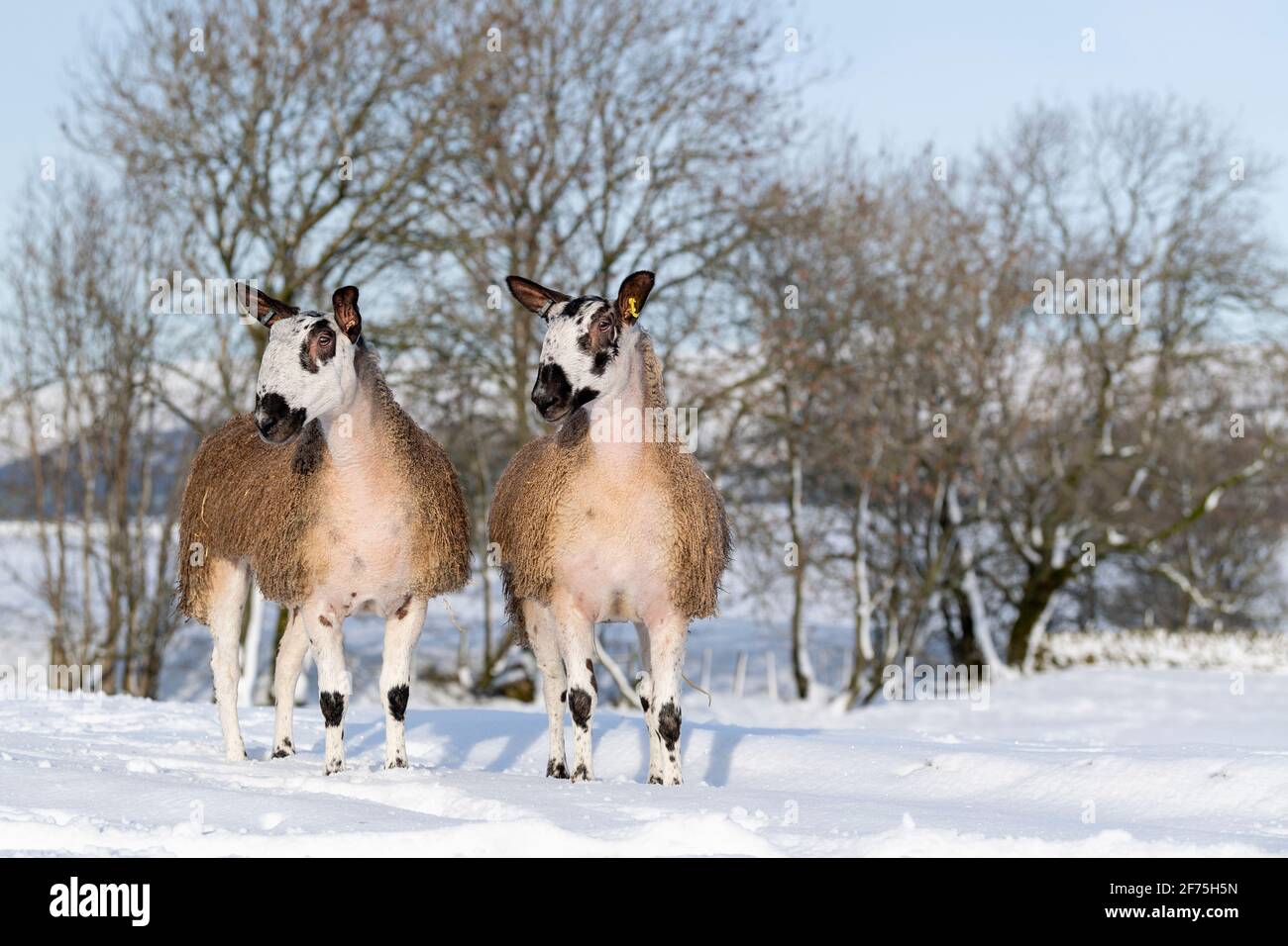Gimmer hogg hi-res stock photography and images - Alamy