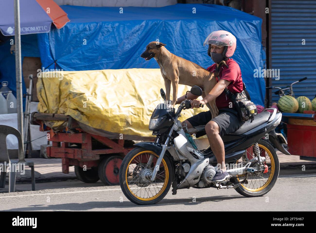 A dog balanced on the front of a motorcycle as the rider drives his ...